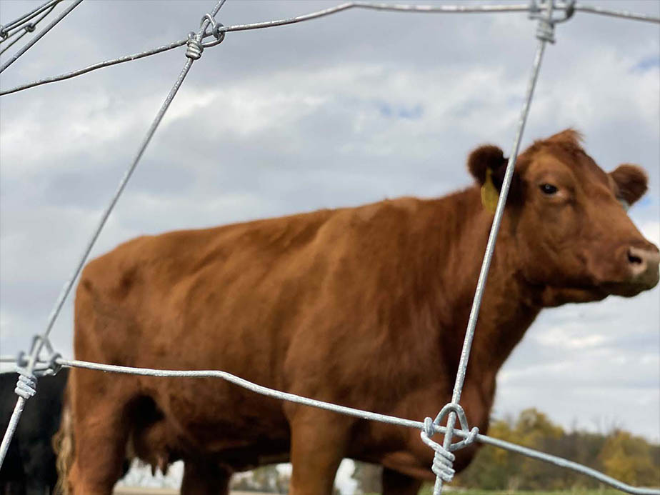 Agricultural Fencing Services in Hagerstown | Blue Ridge Fence Co